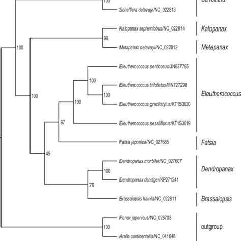 Maximum Likelihood Tree Based On 14 Complete Chloroplast Genomes Of