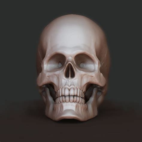 Skull Free 3d Model Obj C4d Free3d Skull Skull Model