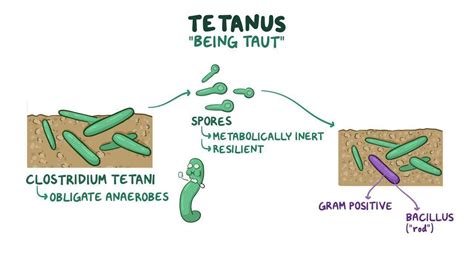 Clostridium Tetani Tétanos Vídeo And Anatomía Osmosis