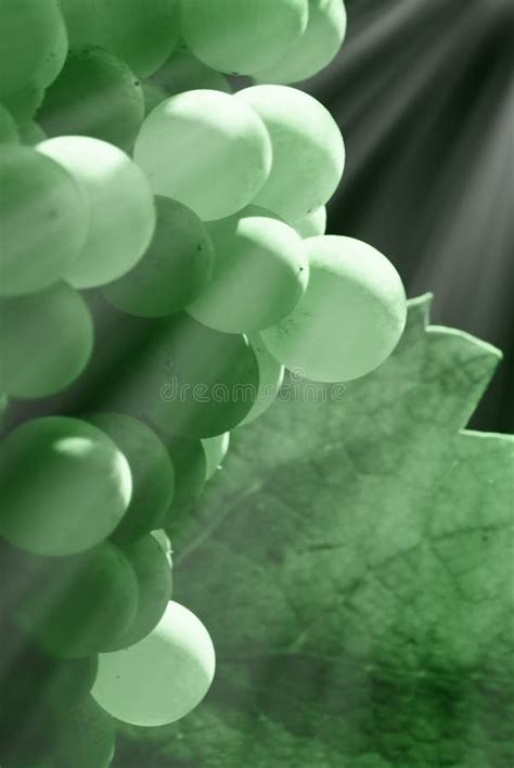 Vigna Fotografia Stock Immagine Di Giardino Verde Foglio 16096132