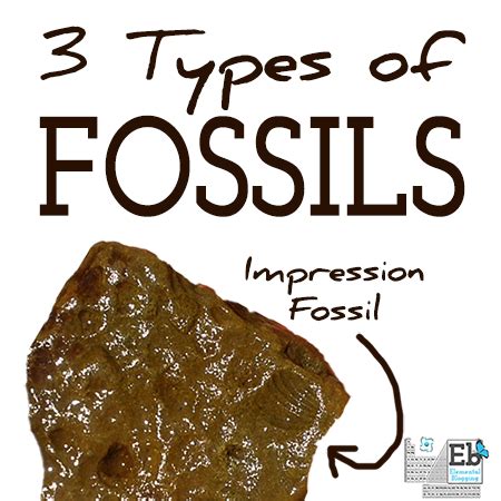 Types Of Fossils Feature