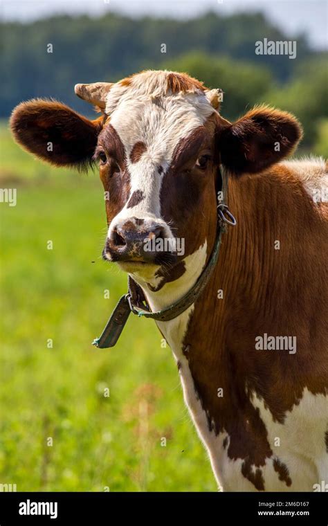 Portrait Of Dairy Cow In Pasture Stock Photo Alamy