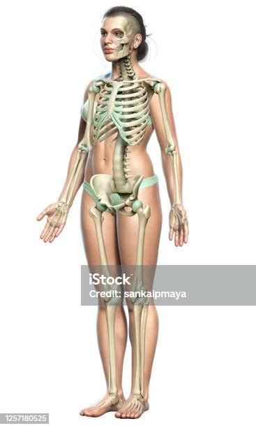 3d Rendered Medically Accurate Illustration Of A Female Skeleton System