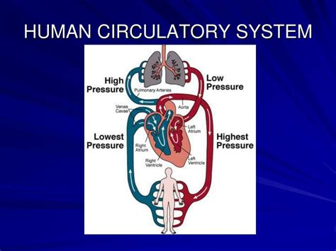 Ppt Human Circulatory System Powerpoint Presentation Free Download