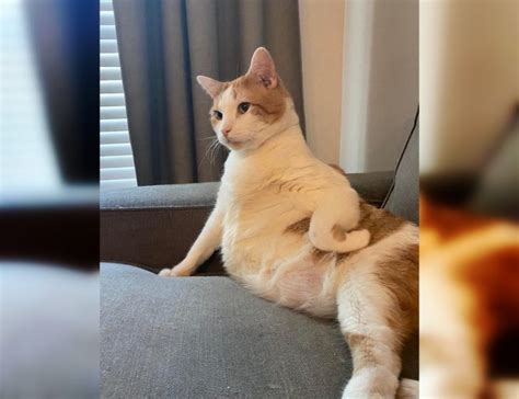Weird Behavior Of Funny Cats Best Photos Page 4 Of 25 Picline