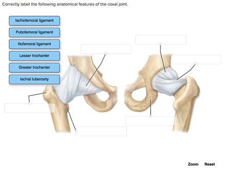 Solved Correctly Label The Following Anatomical Features Of