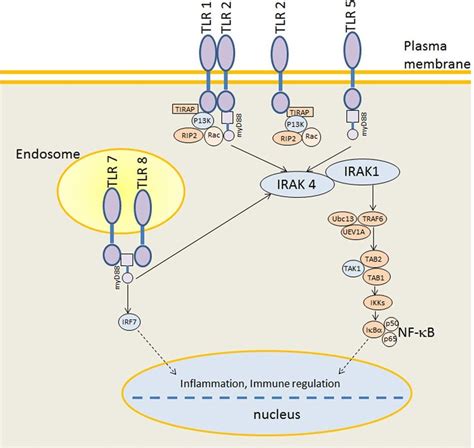 Proposed Tlr 2 5 8 Signaling Pathway The Proposed Tlr Signal Pathway
