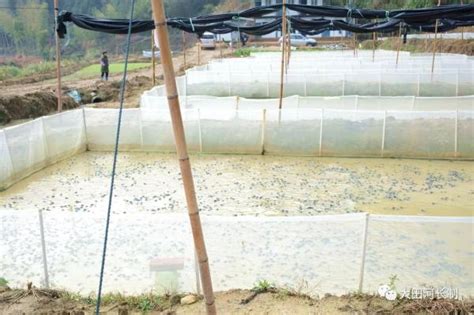 【专项治理】福建大田县全面禁止牛蛙养殖澎湃号·政务澎湃新闻 The Paper