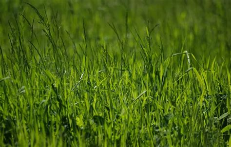 Wallpaper Greens Summer Grass Nature Photo Spring Green Macro