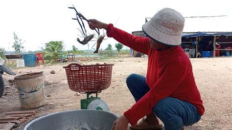 តើកសិករគួរតែចិញ្ចឹមបង្កងអូស្ត្រាលី ឬបង្កងធម្មជាតិដើម្បីពង្រឹងសេដ្ឋកិច្ចនៅក្នុងគ្រួសារ