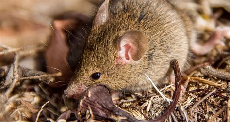 Peculiar Facts These Newly Discovered Tiny Marsupials Sex Each Other