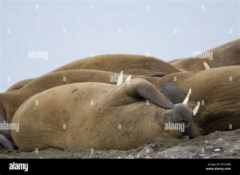 Group Of Walrus Odobenus Rosmarus Sleeping At A Haulout On The Beach