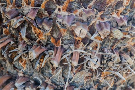 Primer Plano De Tronco De Palmera Corteza Seca En El Tronco La Textura