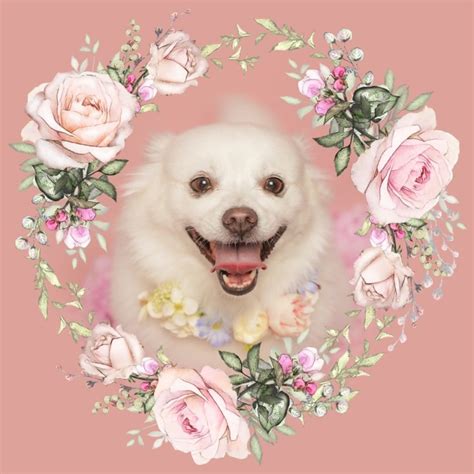 부천 애견스튜디오 봉구네사진관 재밌었던 반려견 가족사진 후기 네이버 블로그