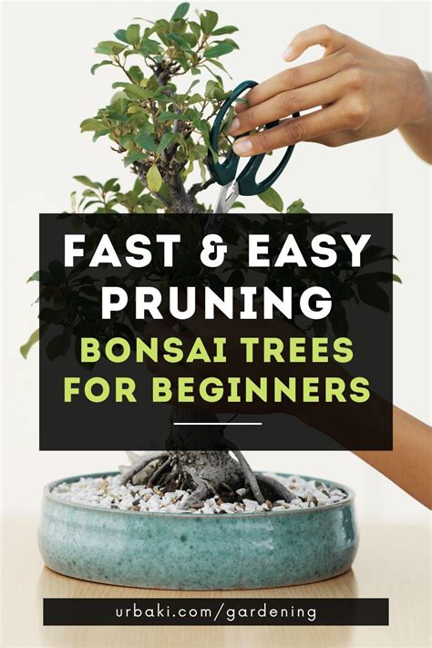 Bonsai Styles For Beginners Basic Styles For Your First Trees Artofit
