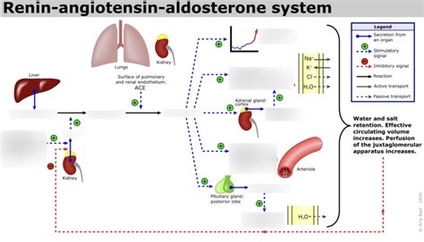 Renin Angiotensin Aldosterone System Diagram Quizlet