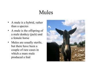 Donkeys And Mules PPT