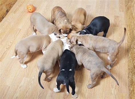 Claves Para Acertar Con La Mejor Dieta Alimenticia Para Un Cachorro