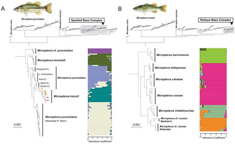 Maximum Likelihood Phylogeny Inferred From Iq Tree Analysis Of