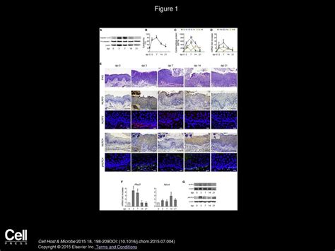 Volume Issue Pages August Ppt Download