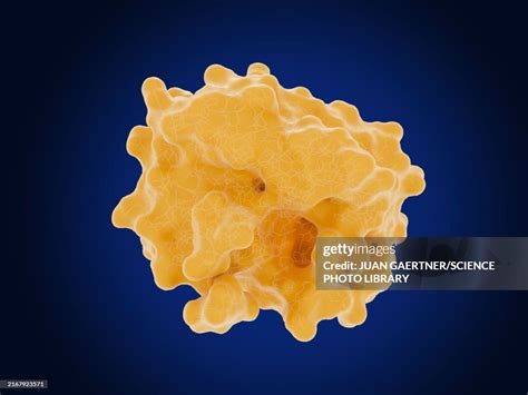 Prostatespecific Antigen With Bound Substrate Illustration High Res