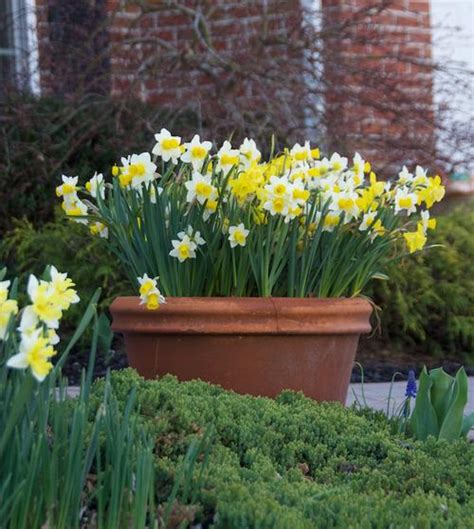 How To Grow Spring Bulbs In Containers Longfield Gardens