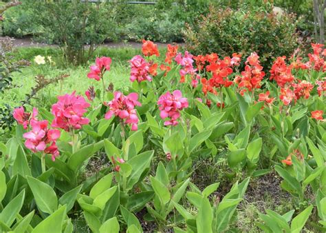 Canna Lily 🌸 🌿 A Tropical Touch For Your Space
