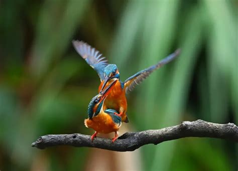 How Do Birds Mate Nest Box Live