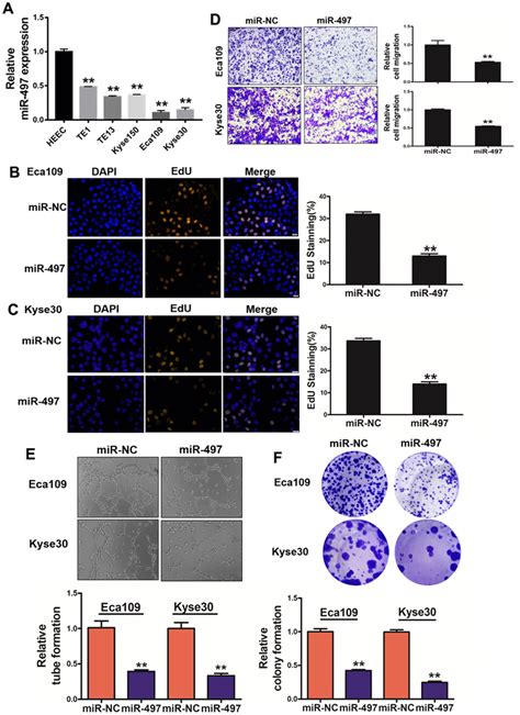 Microrna 497 Slows Esophageal Cancer Development And Reverses