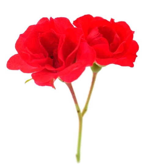 Premium Photo Red Beautiful Roses