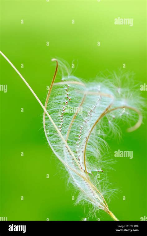 Smallflower Hairy Willowherb Small Flowered Willow Herb Hoary