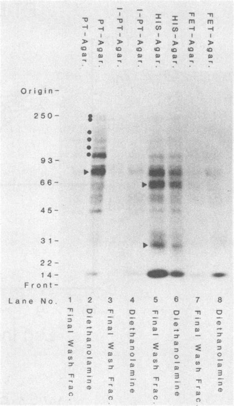 Sodium Dodecyl Sulfate Polyacrylamide Gel Electrophoretic Analysis Of Download Scientific