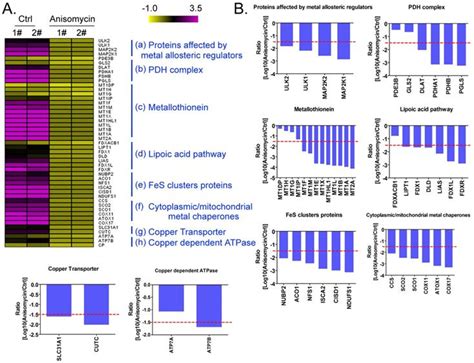 Anisomycin Has A Potential Toxicity Of Promoting Cuproptosis In Human