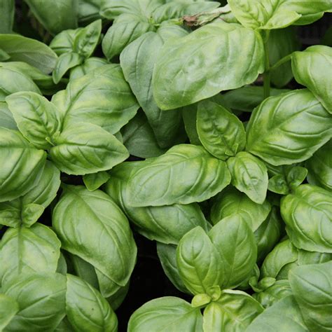 Can You Use Basil Stems When Making A Pesto Recipe
