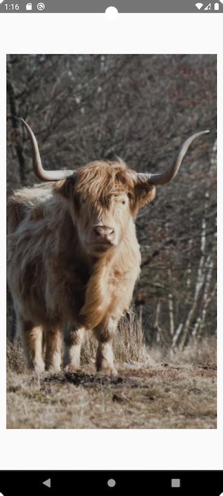 Placeholder Affects Image Scaling When We Use Crossfadetransition And