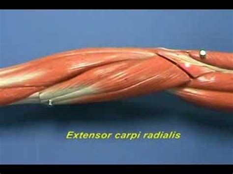 Arm Model Forearm Extensors Part 1 YouTube
