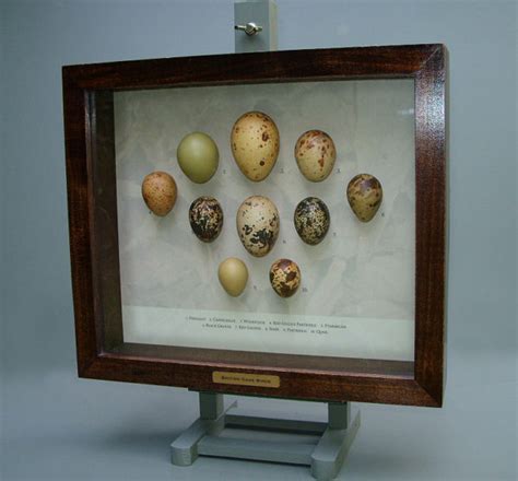 Handcrafted Replica Eggs By Tony Ladd