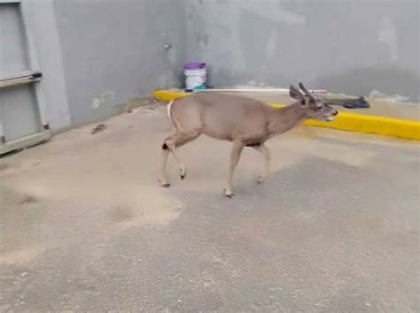 Venado De Cola Blanca Muere Apedreado Tras Bajar De Sierra Lobos