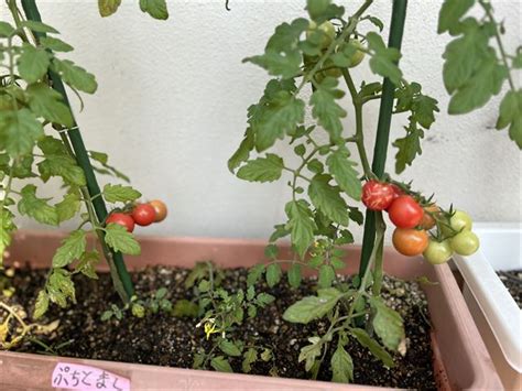 プチトマトを収穫しました🍅 聖徳大学附属浦安幼稚園