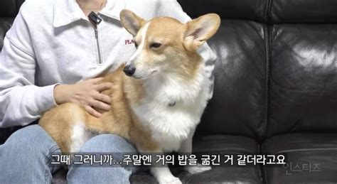 유기견에서 유튜버가 된 경태 인스티즈instiz 이슈 카테고리