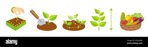 Plant Growth Stages Infographics Planting Instruction Template