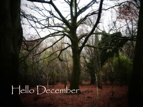 Hello December Woodlarking