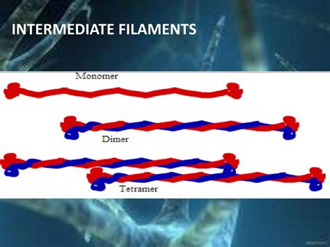 cytoskeleton cell shape and cell motility pptx