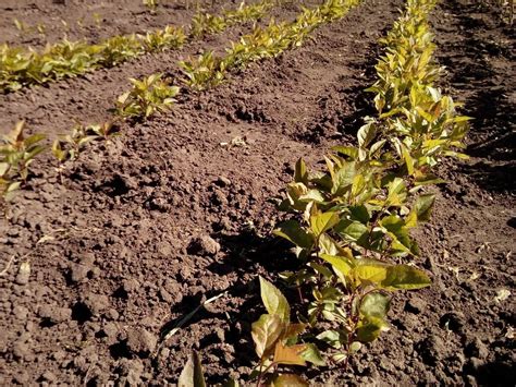 Саженцы яблони своими руками как вырастить подвои из семян Чудогрядка рф Дзен