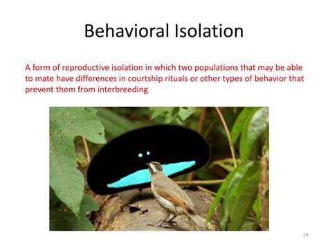 Ppt Population Evolution Powerpoint Presentation Free Download Id 3807366