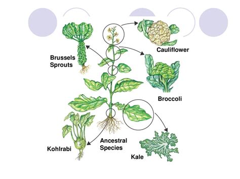 Artificial Selection Biology