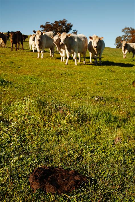 Cow Manure Farm House