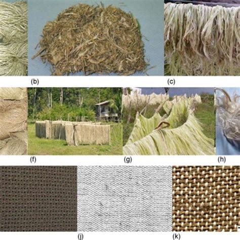 Natural Plant Fibres A Banana B Sugarcane Bagasse C Curauá D