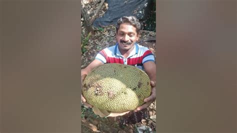 പ്ലാവിൽനിന്നും ആദ്യത്തെ ചക്ക പറിച്ചു മുളിട്ട് പുഴുങ്ങിയാലൊ Youtube