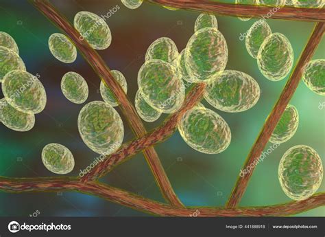 Illustration Fungi Trichophyton Rubrum Which Cause Tinea Athletes Foot